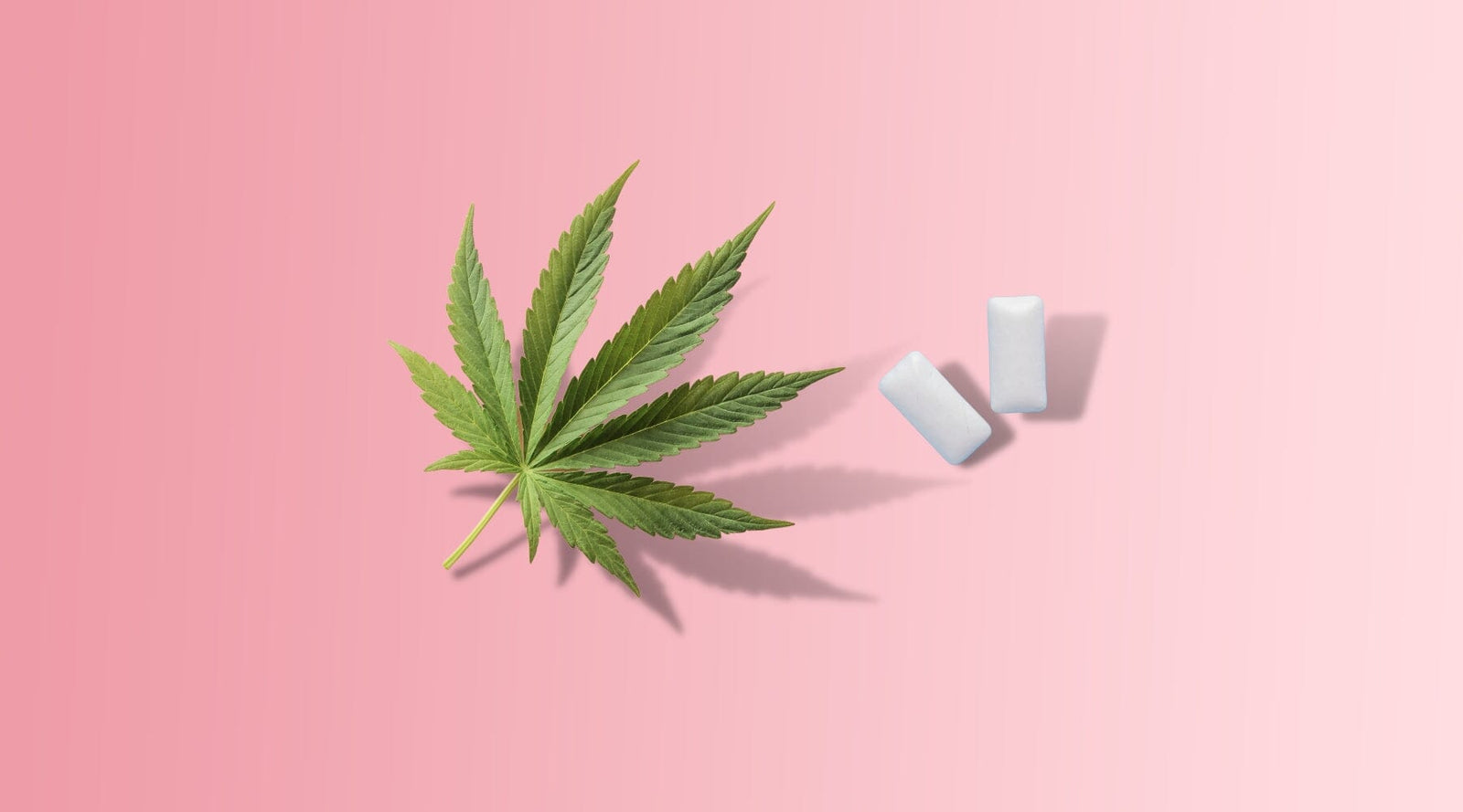 All You Need to Know About CBD Gum | Thryv Organics | Dallas, TX